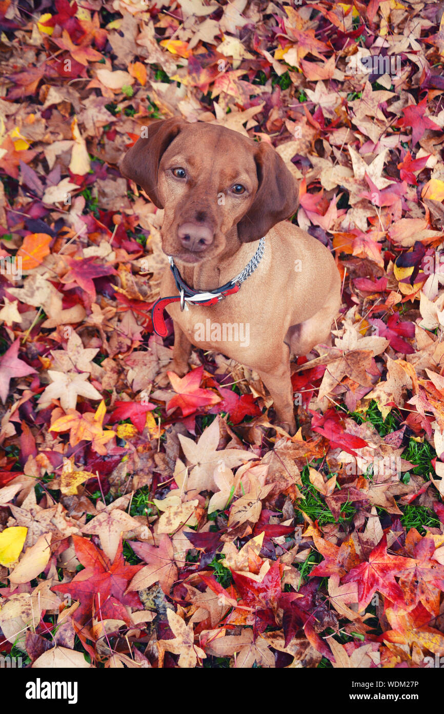 Best autumn background hi-res stock photography and images - Alamy