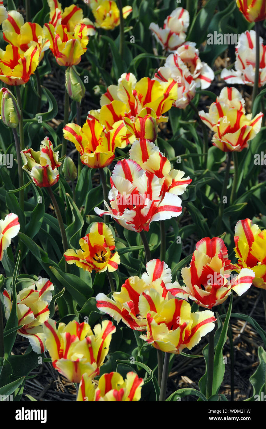 tulip field, flower field, Netherlands, Europe Stock Photo - Alamy