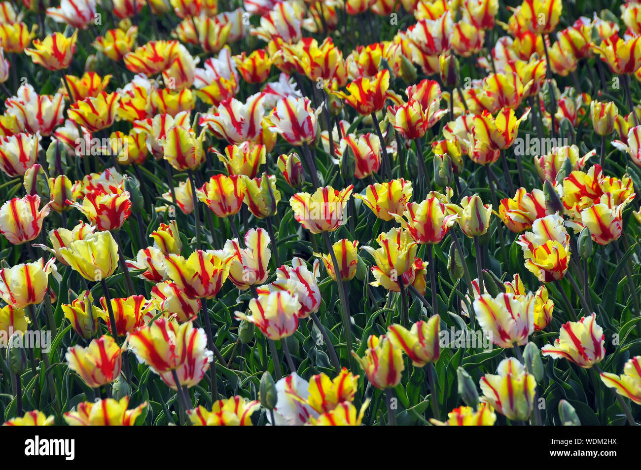 tulip field, flower field, Netherlands, Europe Stock Photo - Alamy