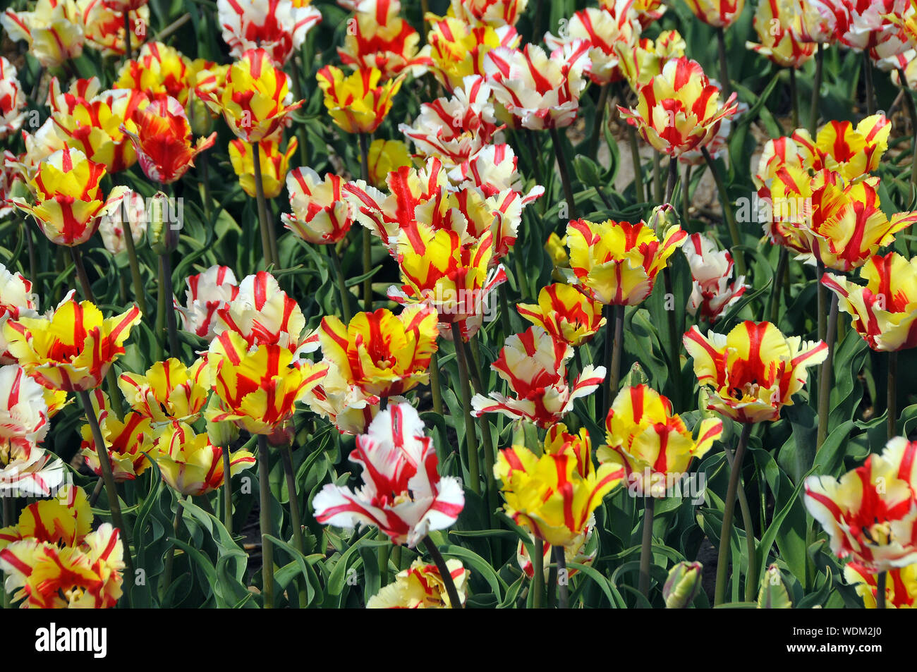 tulip field, flower field, Netherlands, Europe Stock Photo - Alamy