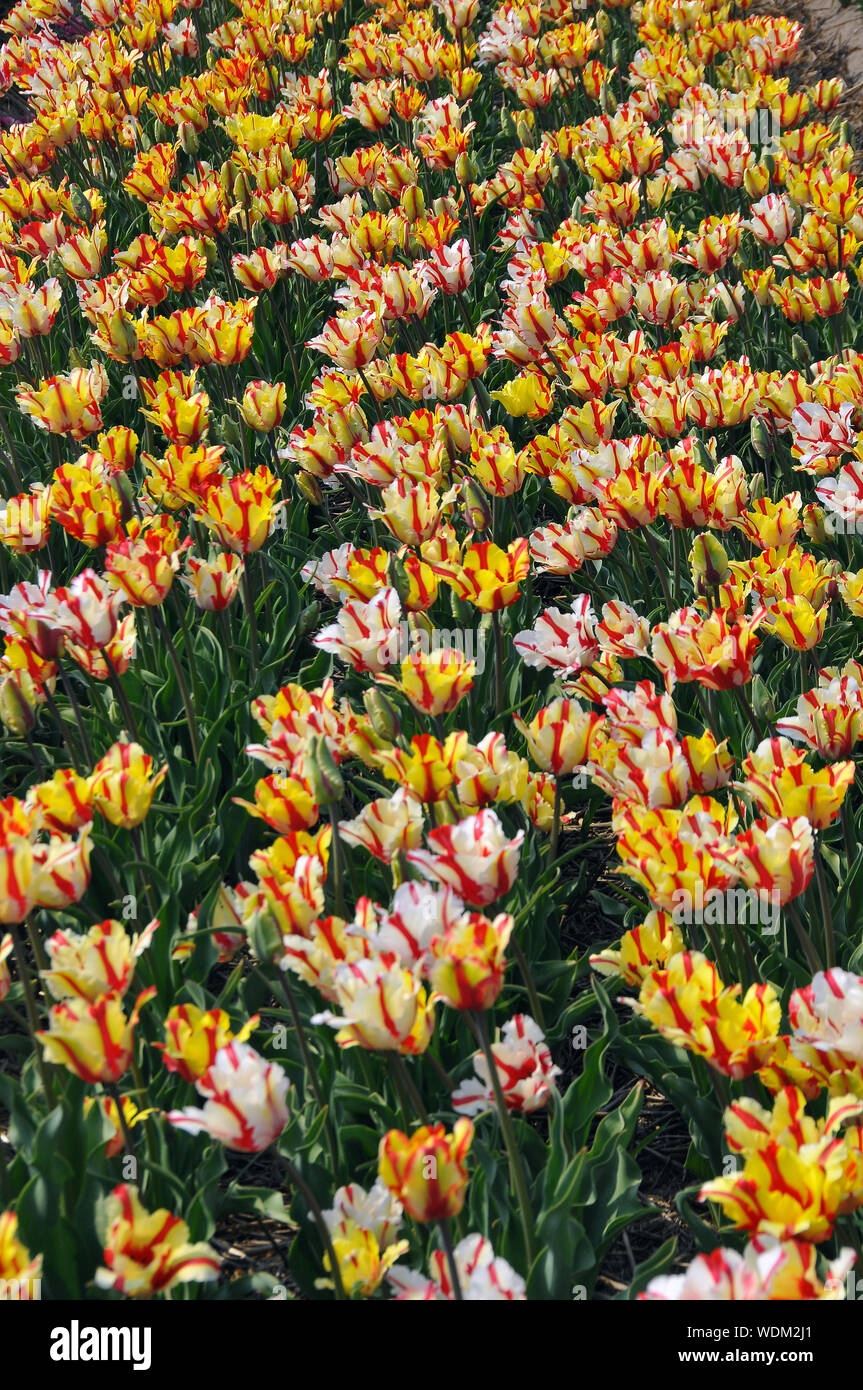 tulip field, flower field, Netherlands, Europe Stock Photo - Alamy