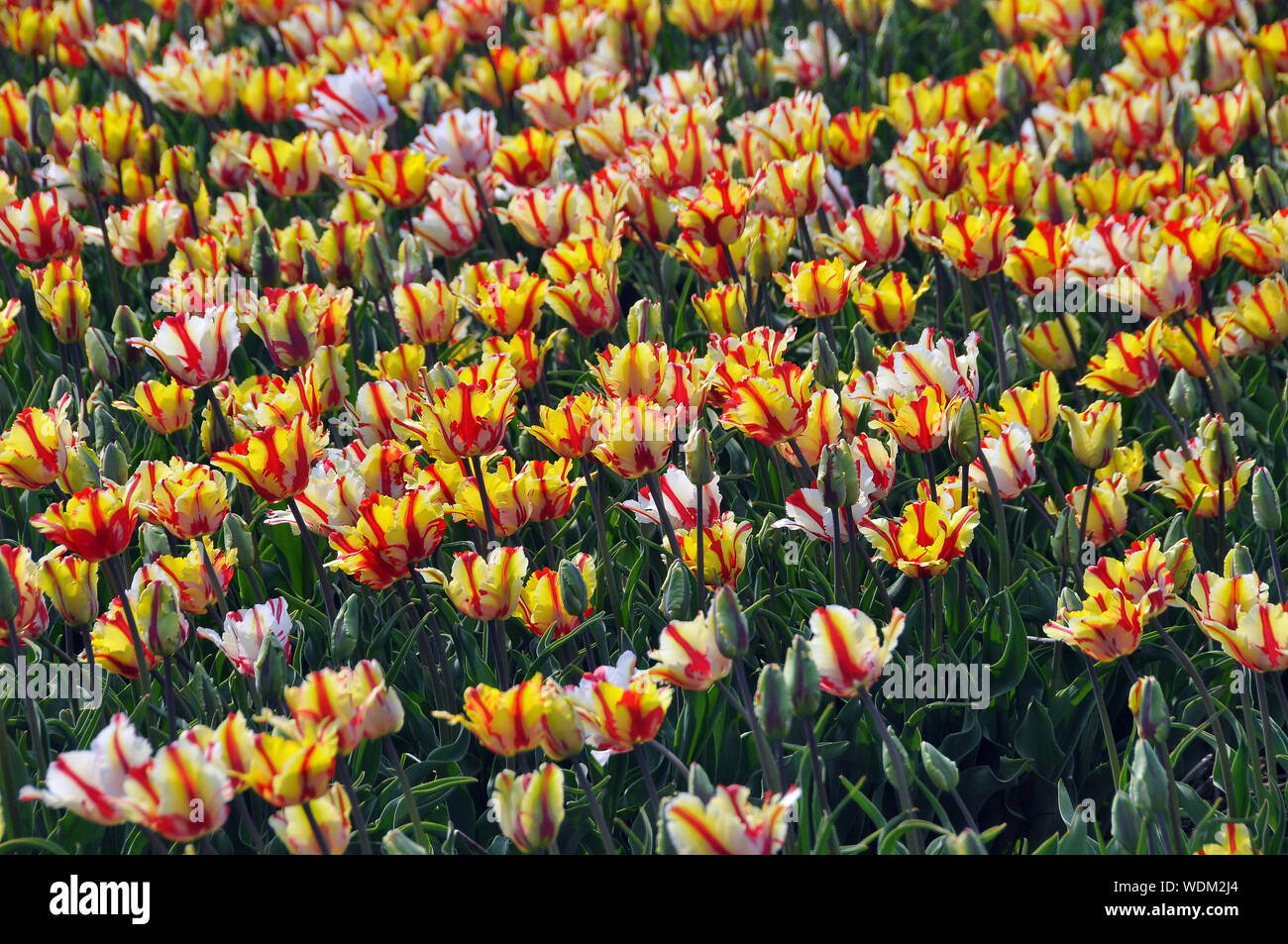 tulip field, flower field, Netherlands, Europe Stock Photo - Alamy