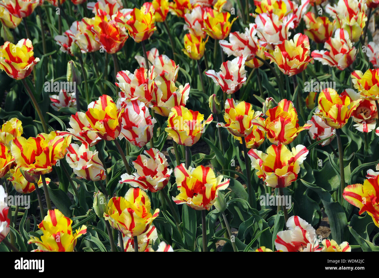 tulip field, flower field, Netherlands, Europe Stock Photo - Alamy