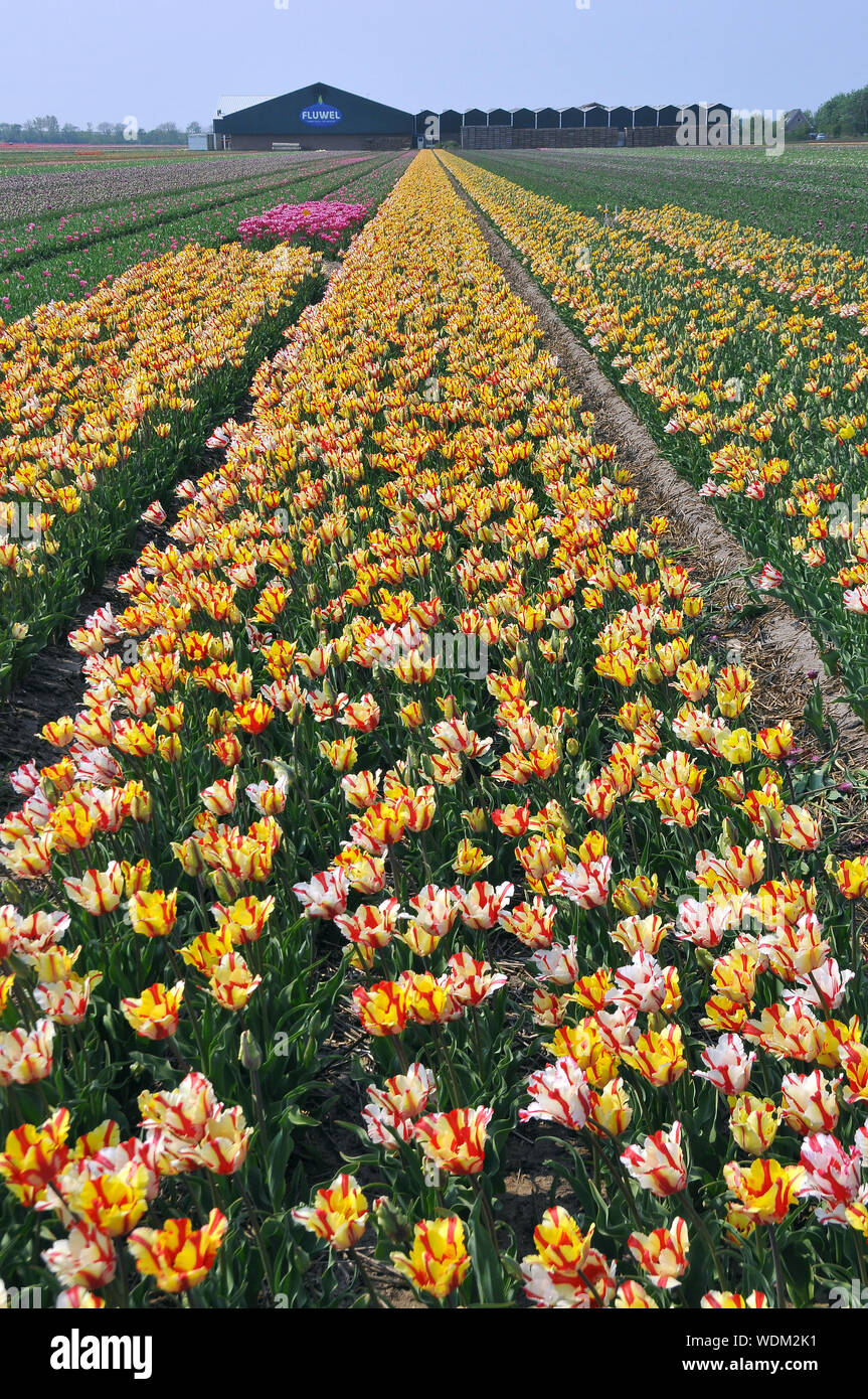 tulip field, flower field, Netherlands, Europe Stock Photo - Alamy