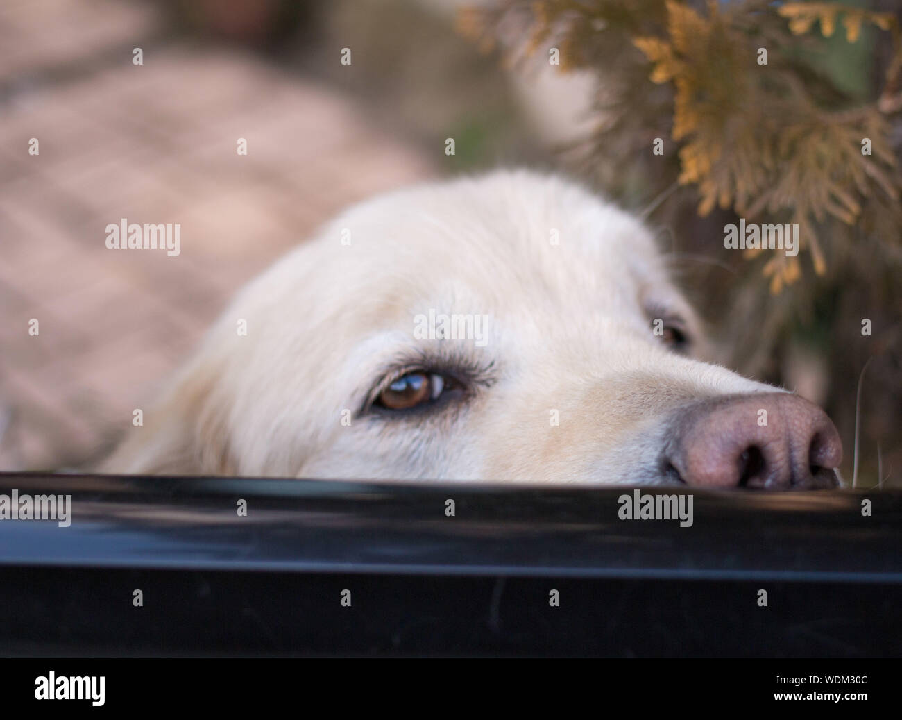 Dog peering hi-res stock photography and images - Alamy
