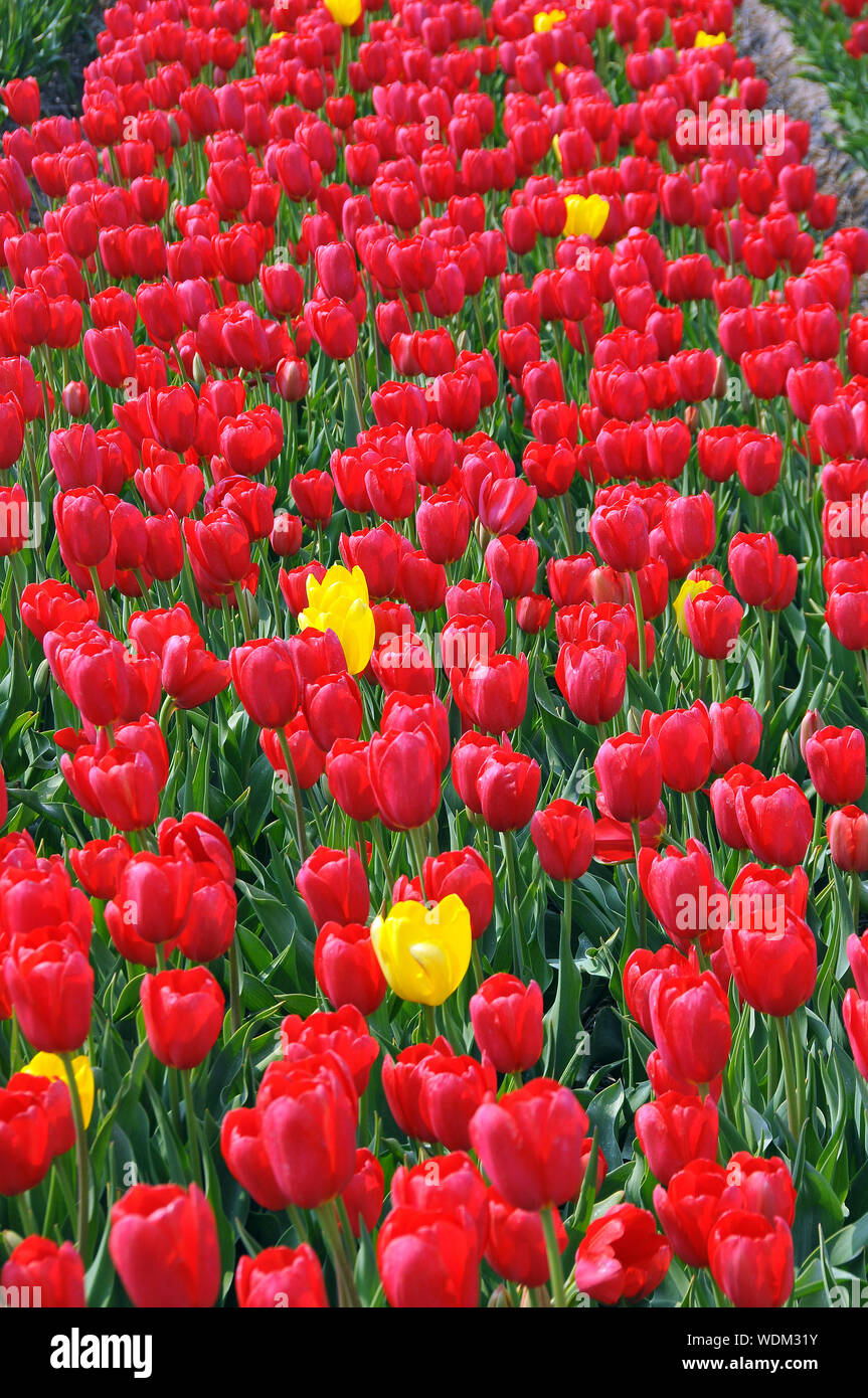 tulip field, flower field, Netherlands, Europe Stock Photo - Alamy