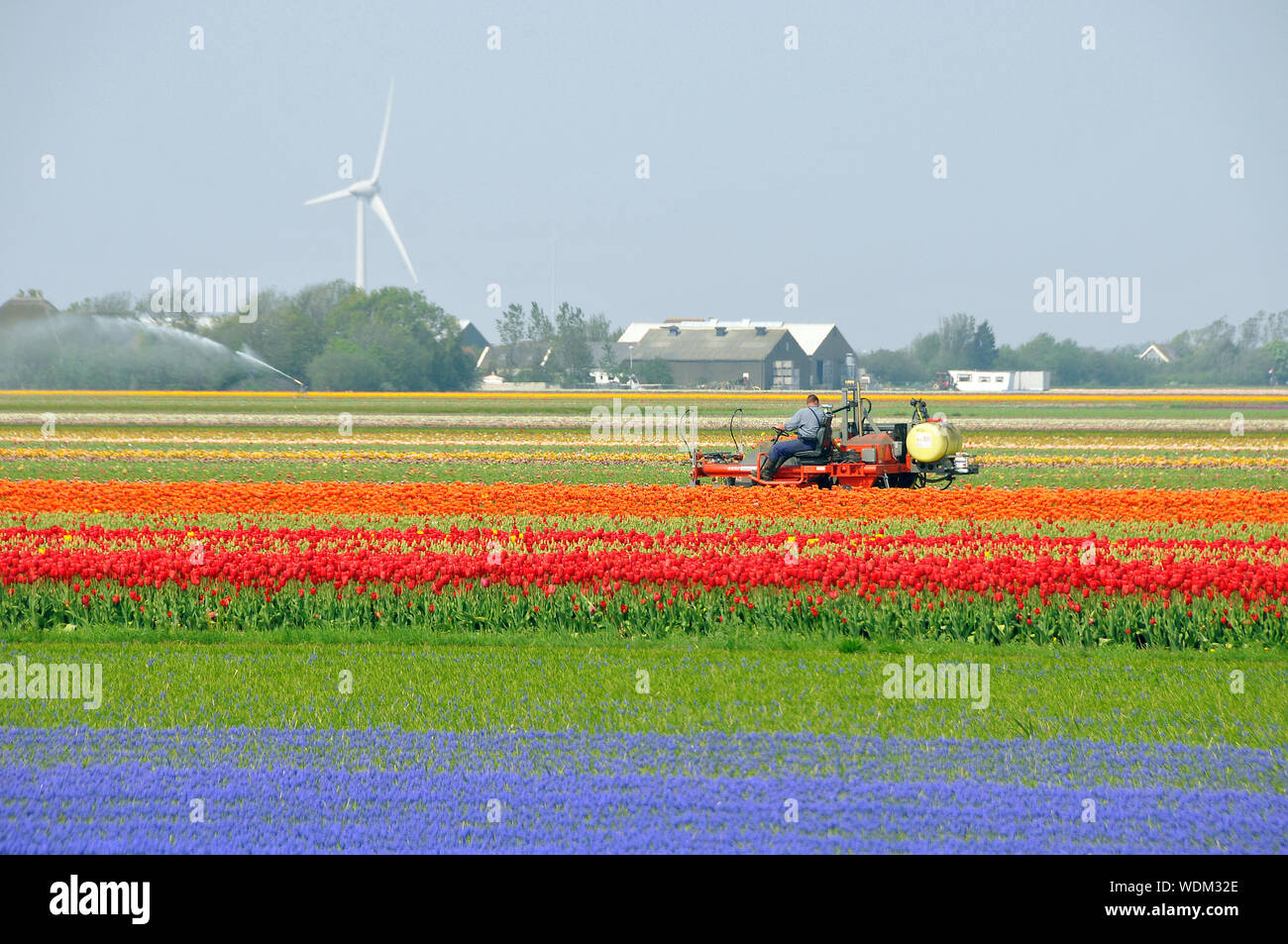 tulip field, flower field, Netherlands, Europe Stock Photo - Alamy