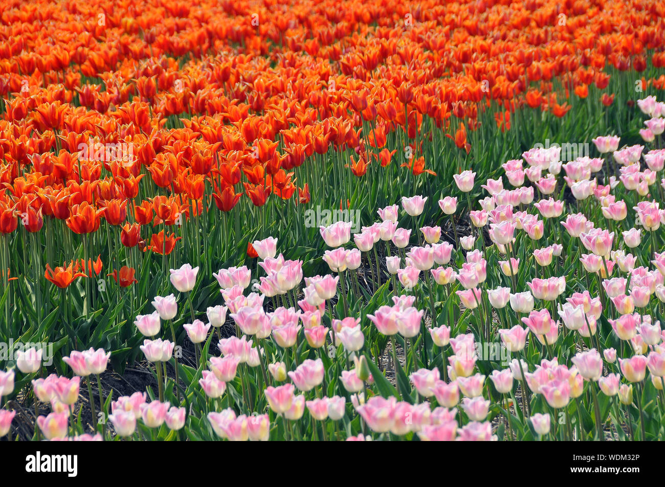 tulip field, flower field, Netherlands, Europe Stock Photo - Alamy