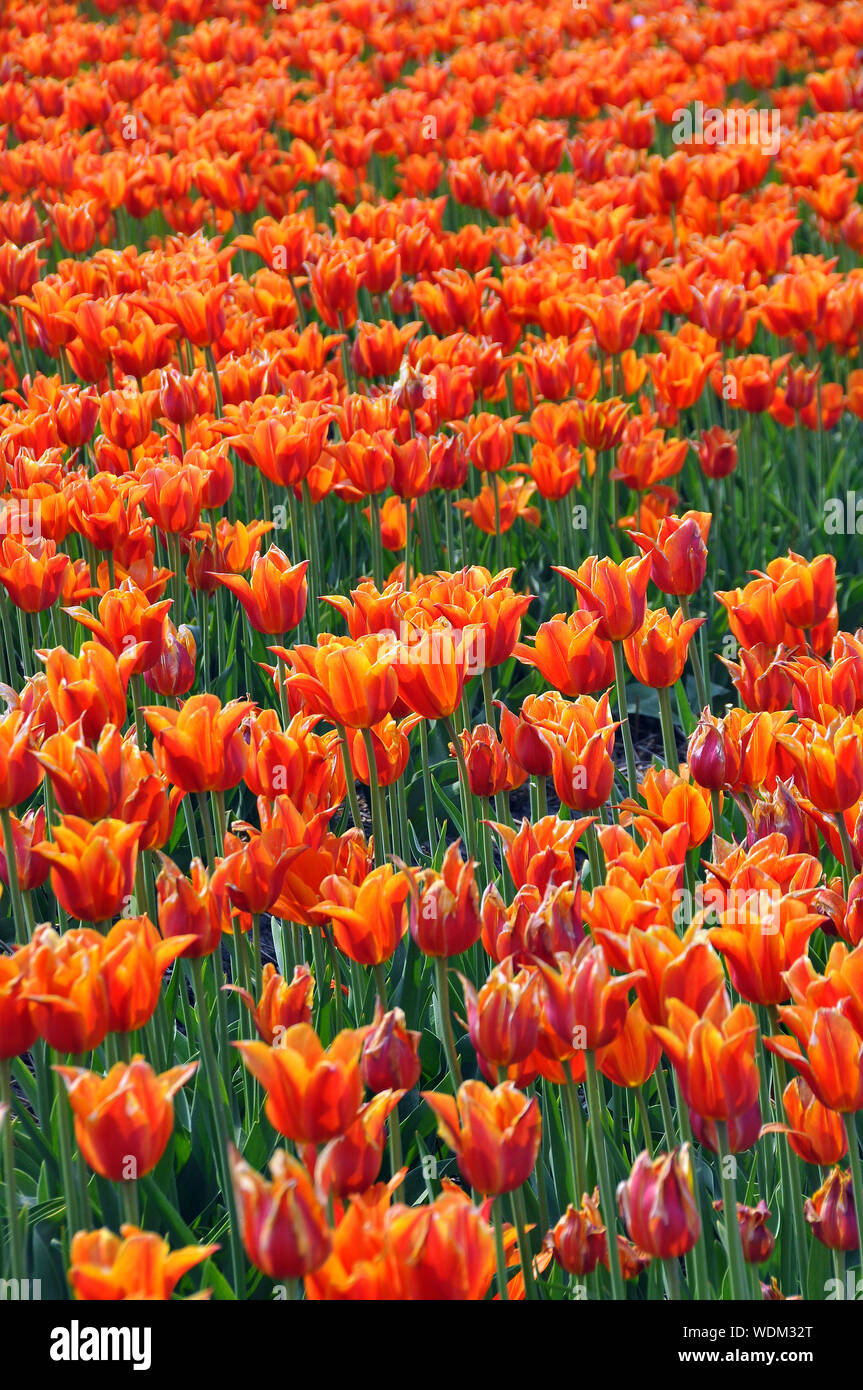 tulip field, flower field, Netherlands, Europe Stock Photo - Alamy