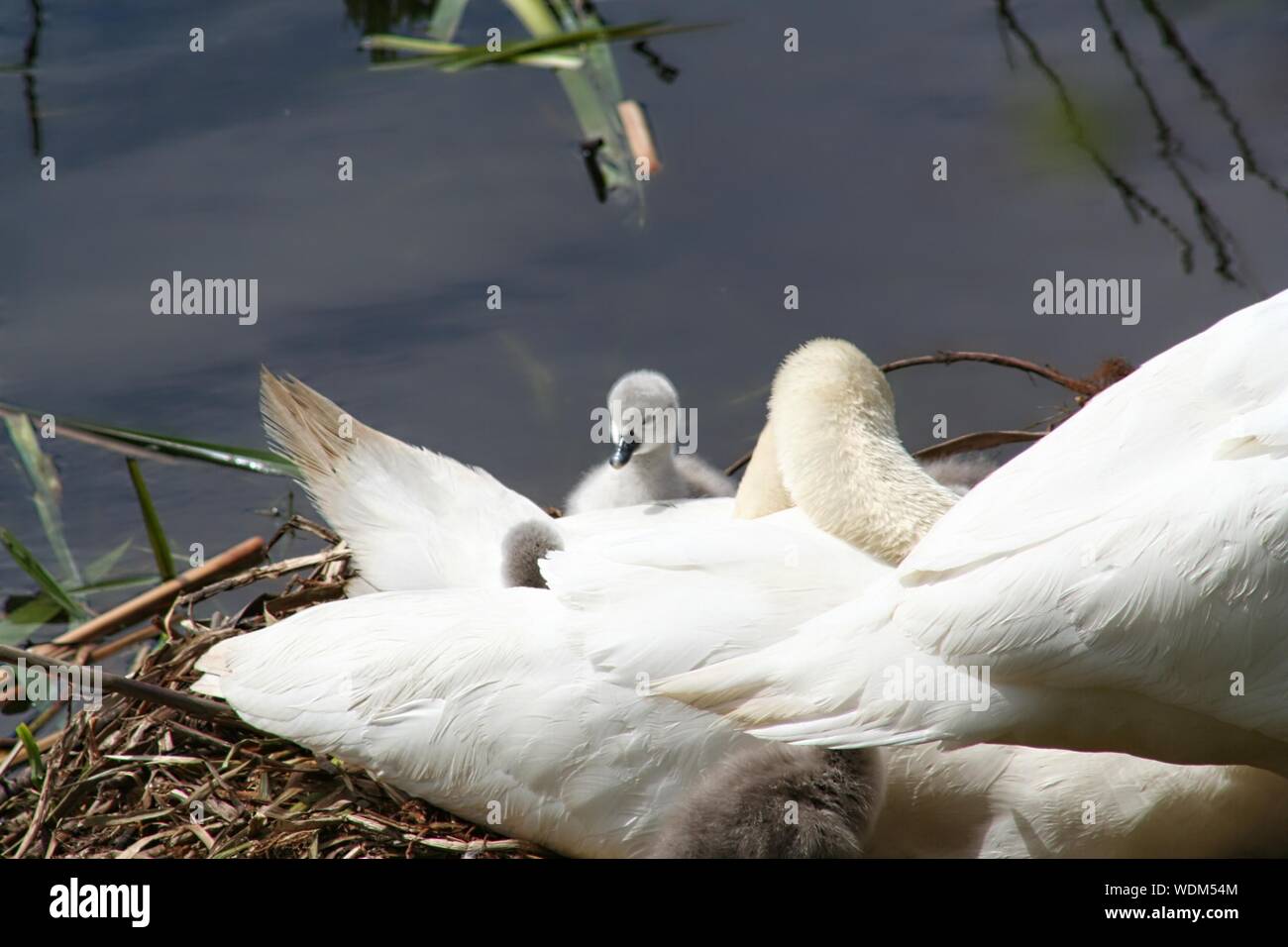 Cygnets At Nest High Resolution Stock Photography and Images - Alamy