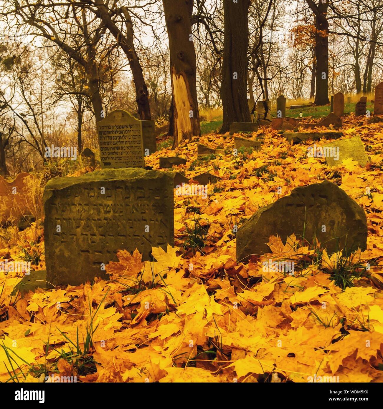 Tombstone in leaves hi-res stock photography and images - Alamy