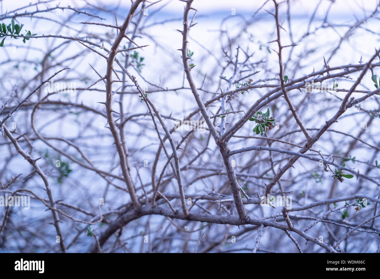 Threes without leaves hi-res stock photography and images - Alamy