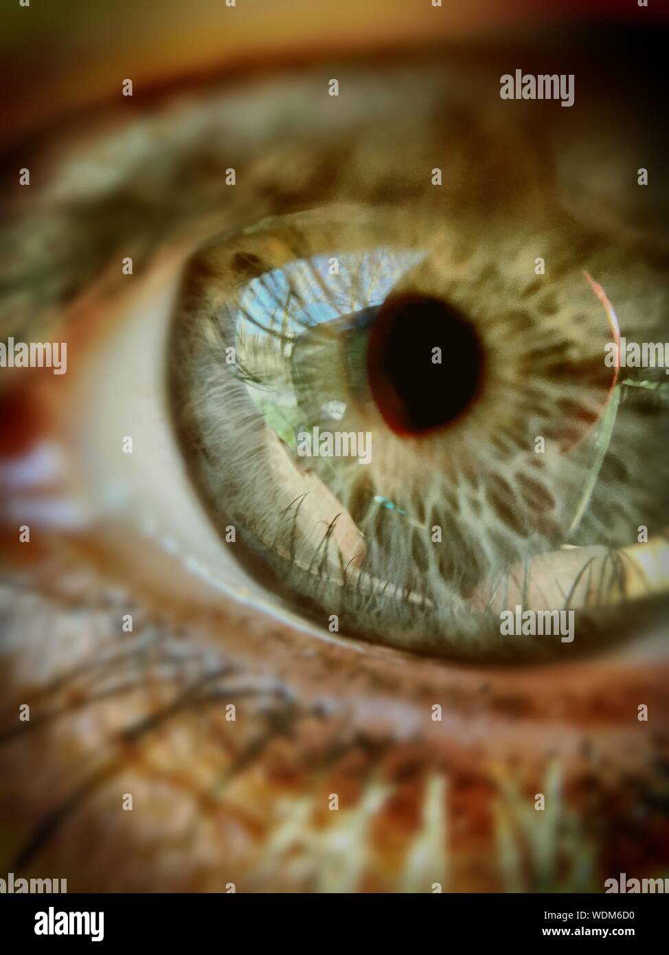 Human eye iris hi-res stock photography and images - Alamy