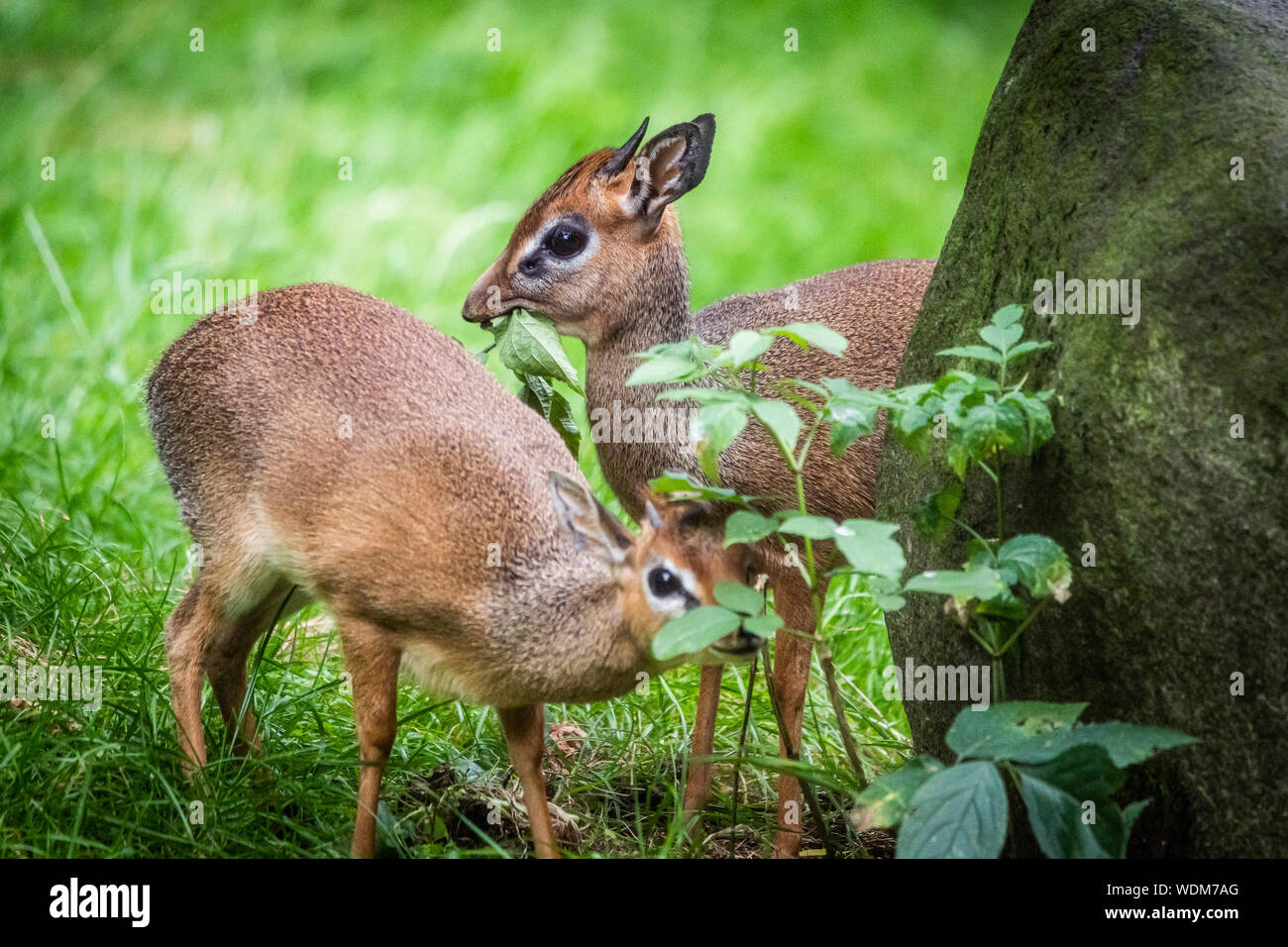 Edinburgh, UK. 27th August 2019. Kirk’s Dik-Diks (Madoqua kirkii) eating leaves at Edinburgh Zoo ...