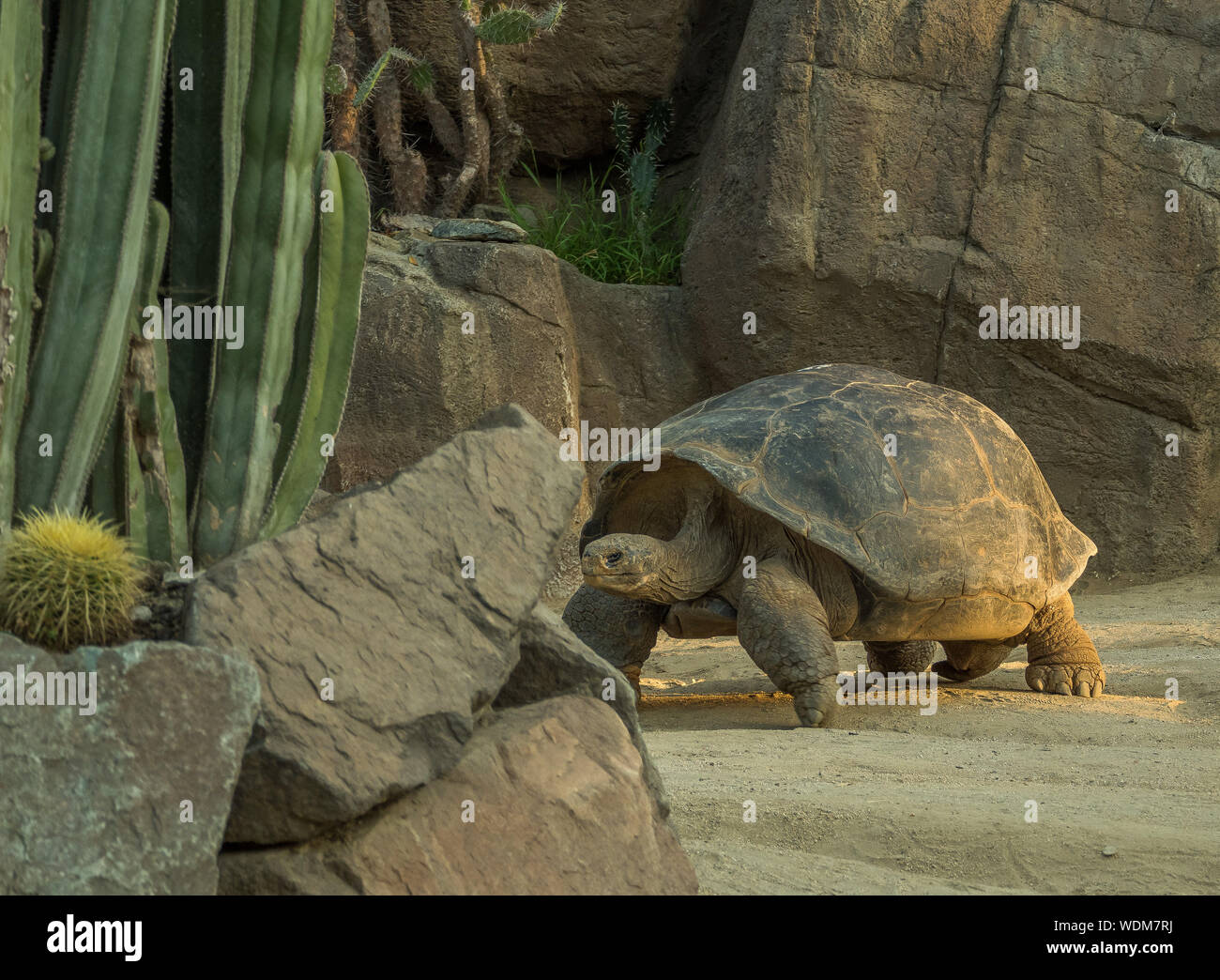 Galapagos giant tortoise cactus hi-res stock photography and images - Alamy