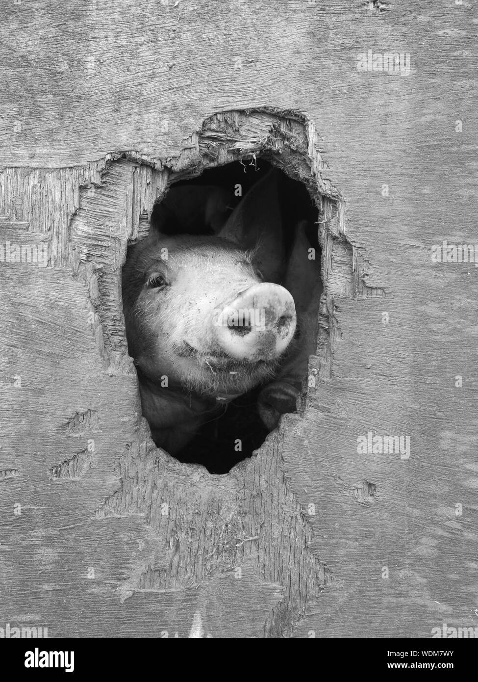 Head through the hole Black and White Stock Photos & Images - Alamy