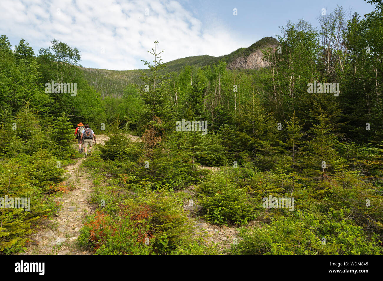 Hikers on the Timber Camp Trail in Livermore, New Hampshire; part of ...