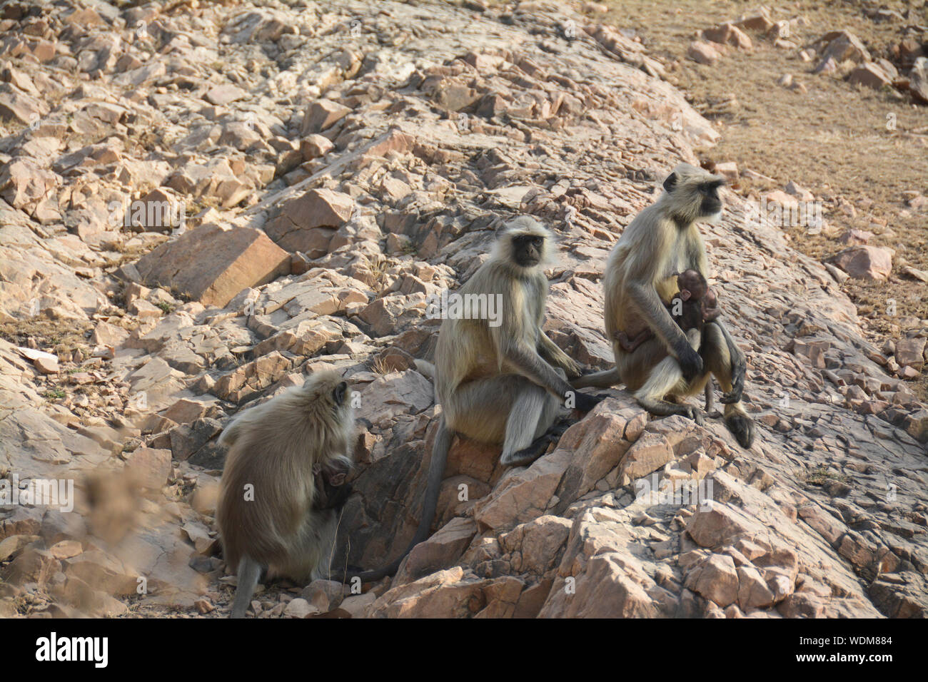 Flying monkeys hi-res stock photography and images - Alamy