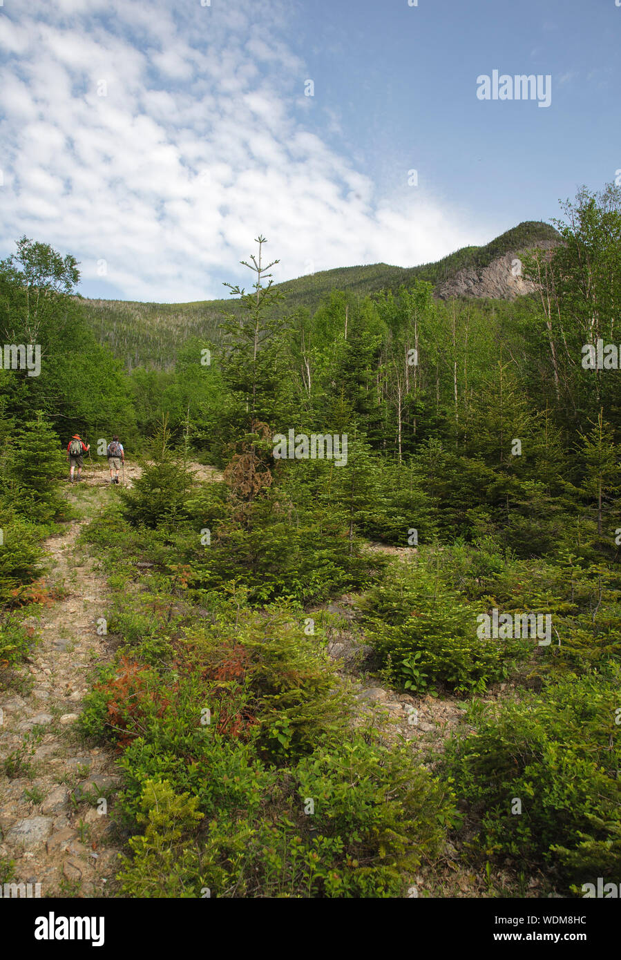 Hikers on the Timber Camp Trail in Livermore, New Hampshire; part of ...