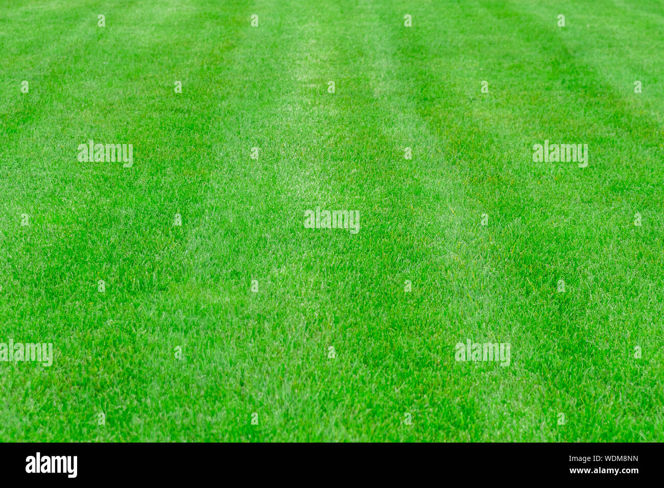 Background image of fresh grass field, well cut grass. Texture Stock ...