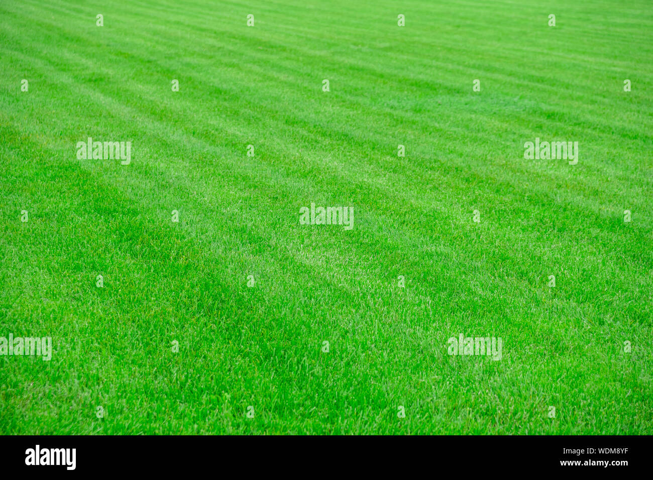 Background image of fresh grass field, well cut grass. Texture Stock ...
