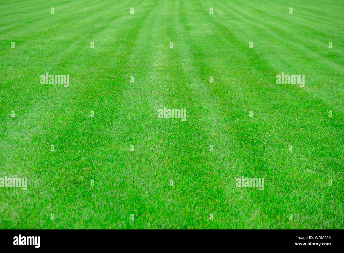 Well cut grass hi-res stock photography and images - Alamy