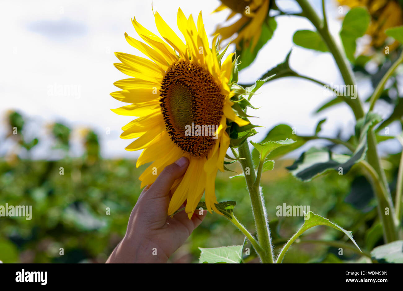 Hand Holding Sunflower High Resolution Stock Photography and Images - Alamy