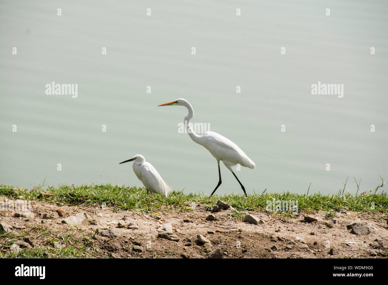 Storks of india hi-res stock photography and images - Alamy