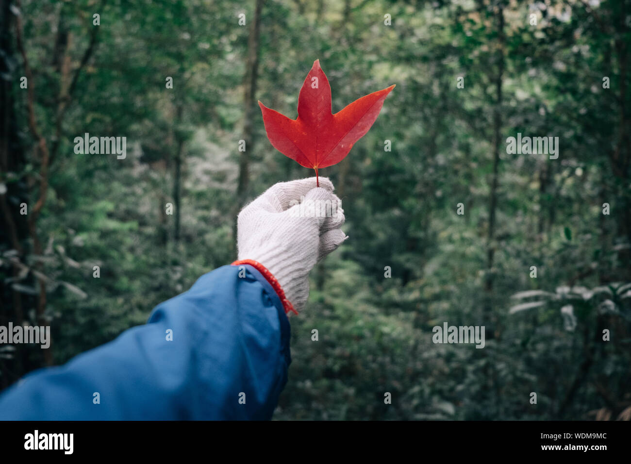 Hand and leaf hi-res stock photography and images - Alamy
