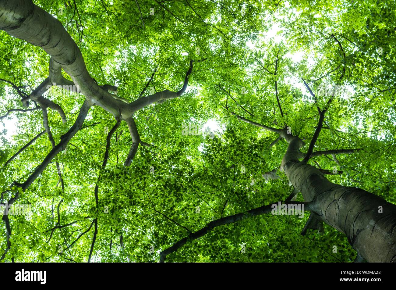 Tree forest canopy hi-res stock photography and images - Alamy