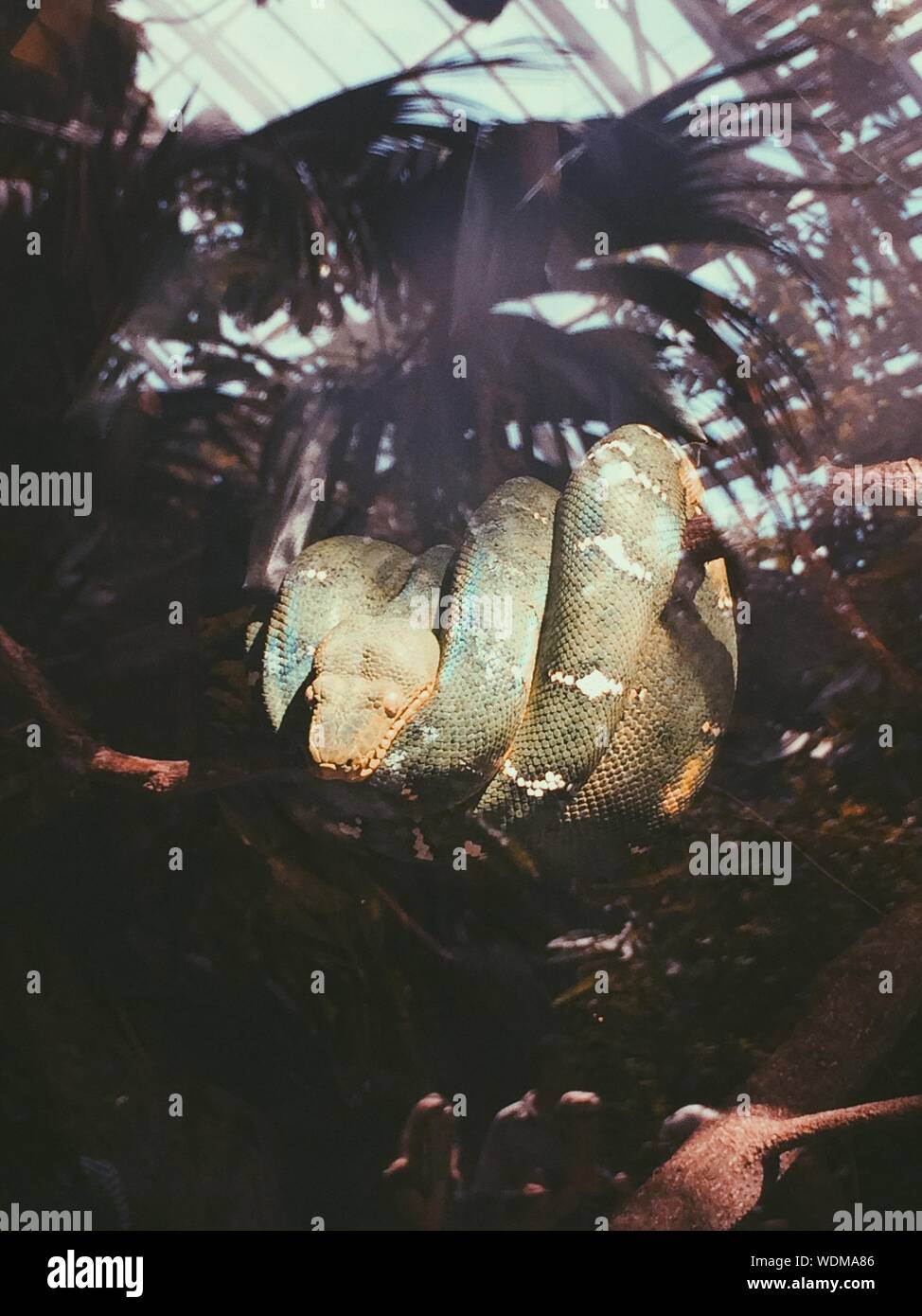 Transparent snake hi-res stock photography and images - Alamy