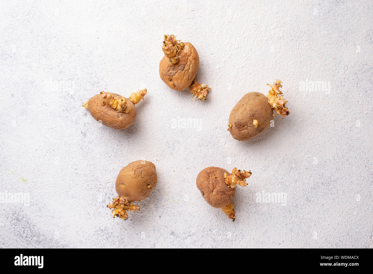 Vegetable Food Potato Potato Sprout High Resolution Stock Photography ...