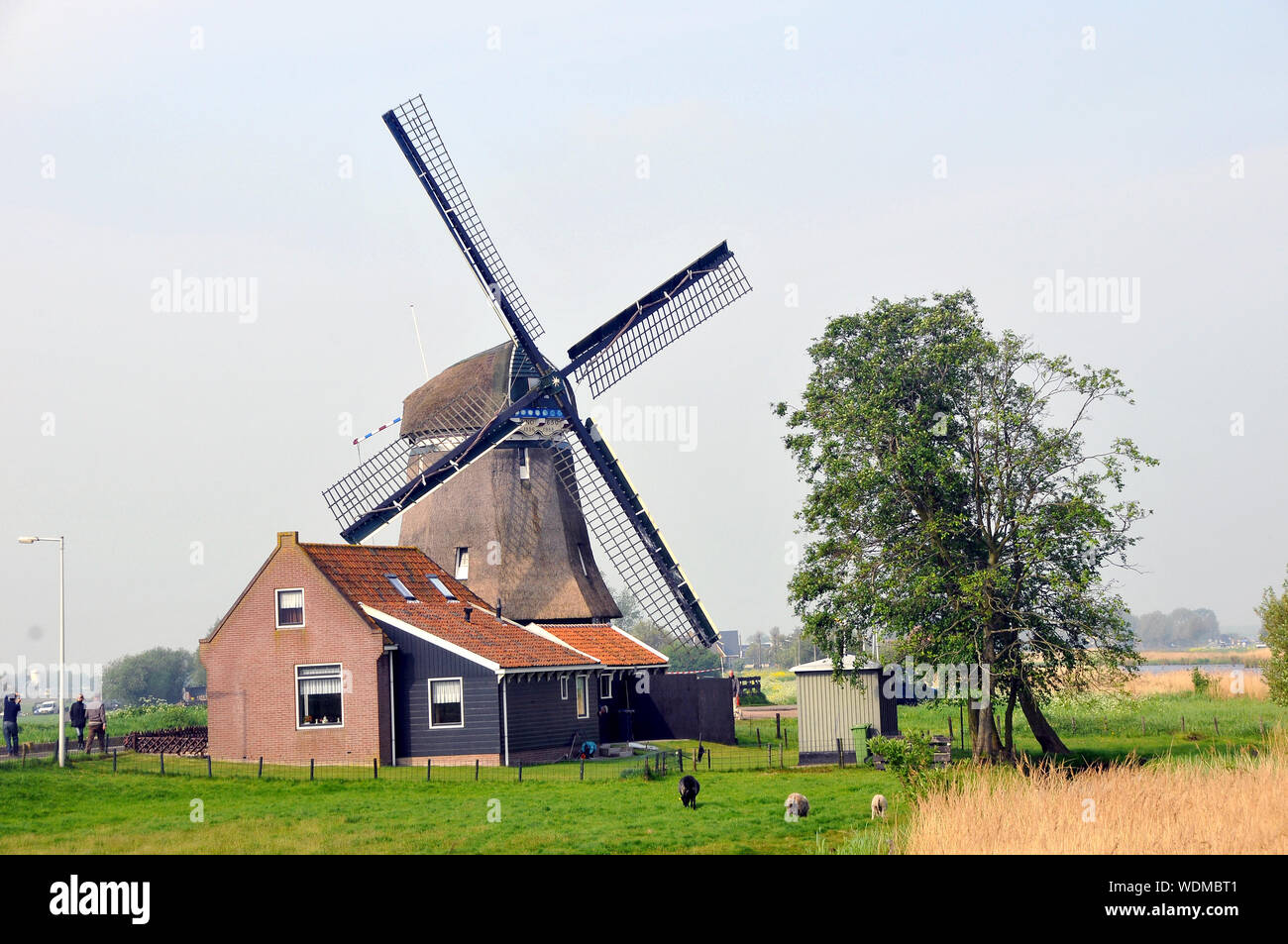 windmill, Volendam, Netherlands, Europe Stock Photo - Alamy
