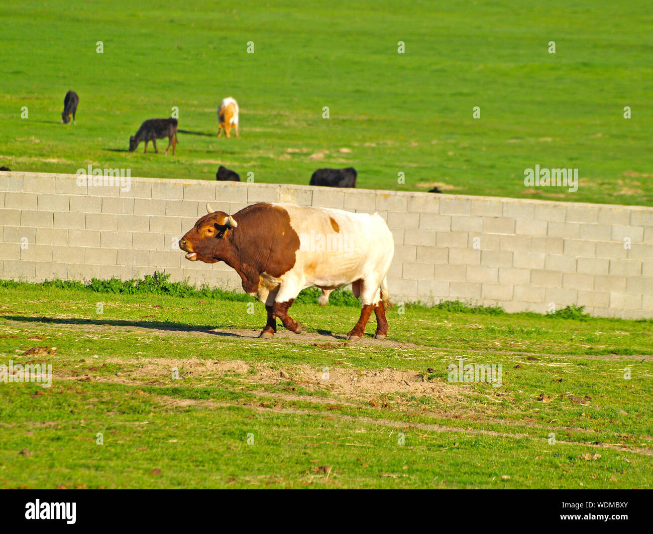 Bull and grass hi-res stock photography and images - Alamy
