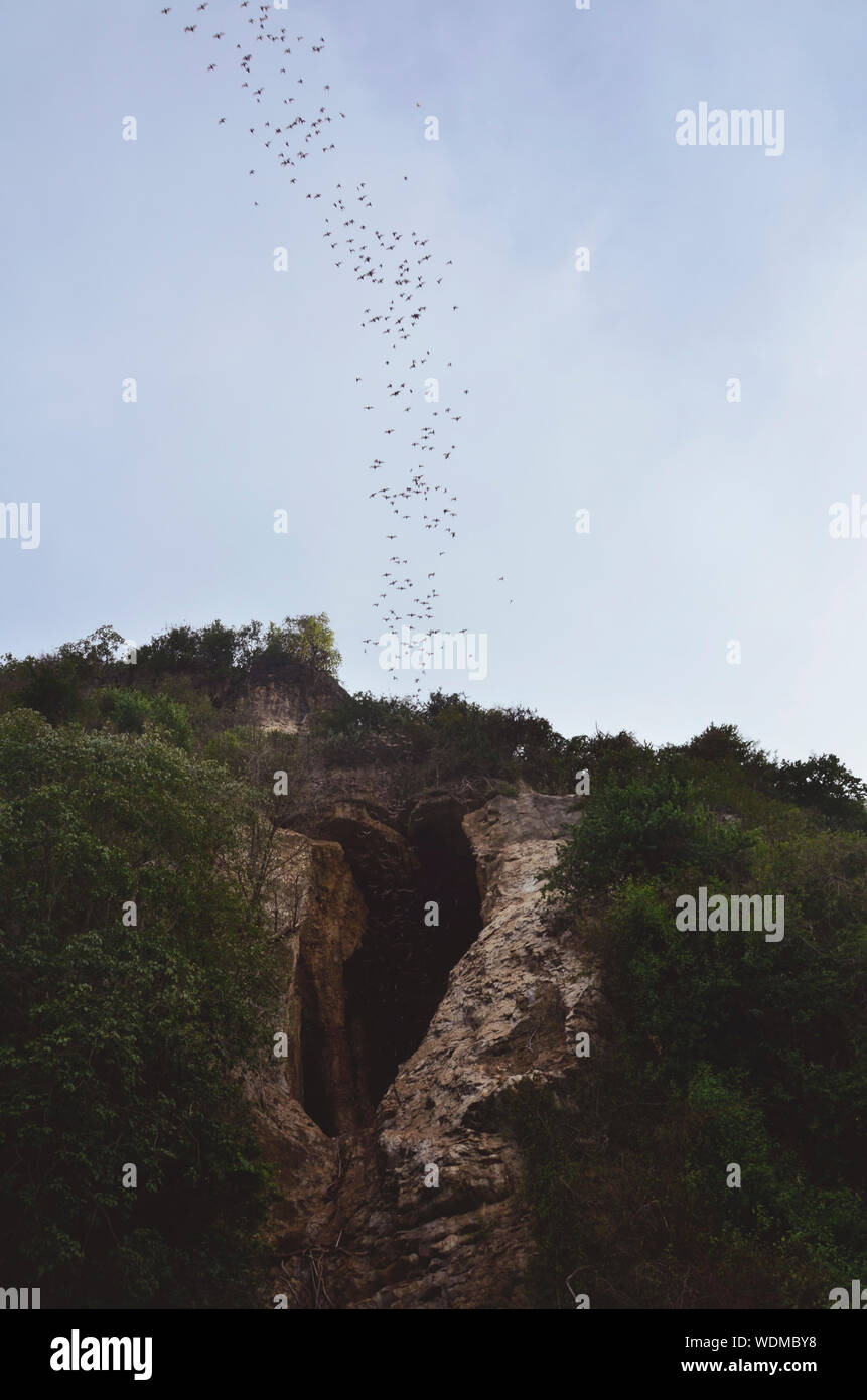 Bat flying cave hi-res stock photography and images - Alamy