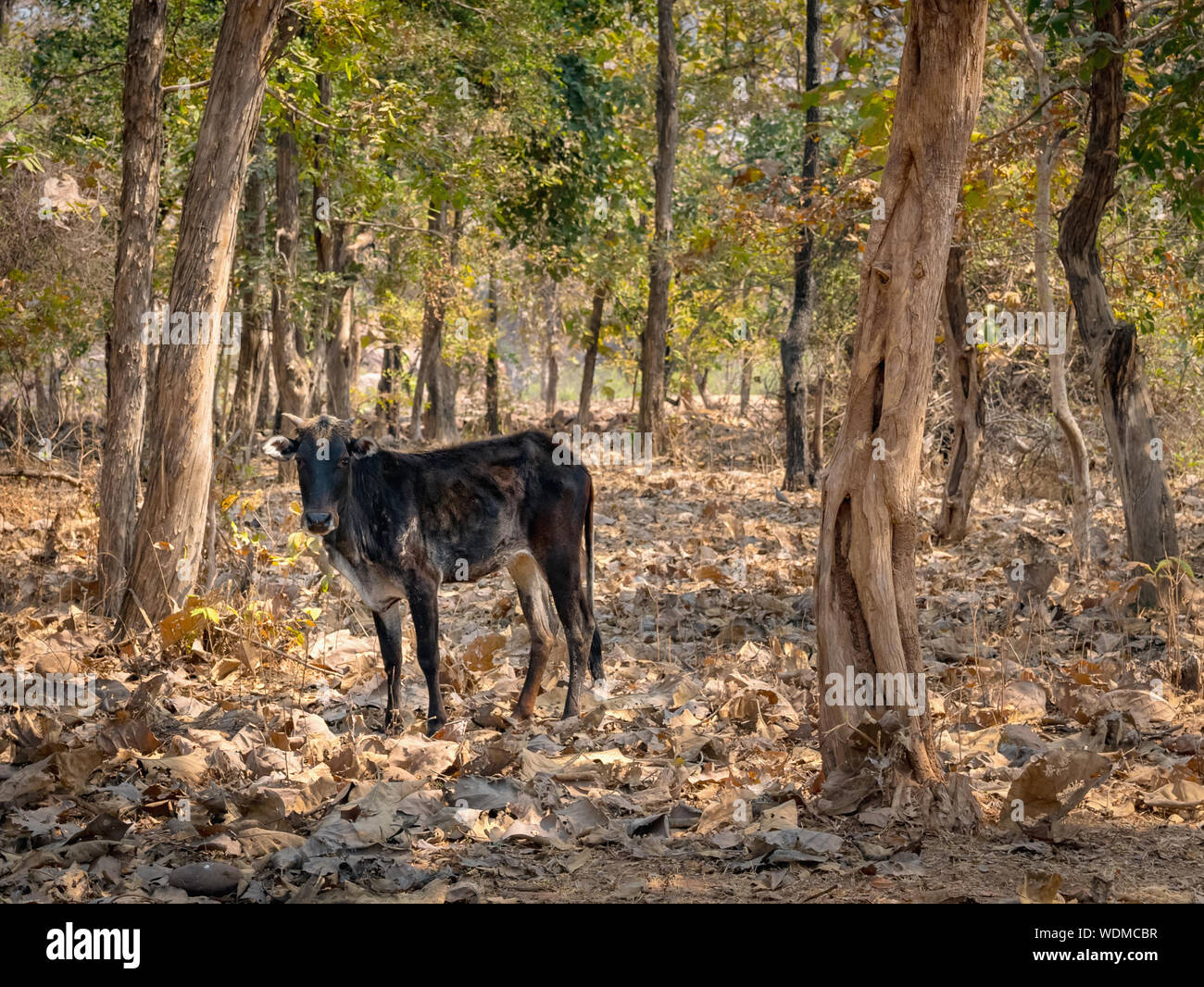 Single cow standing in the middle of the forest in the Ken Gharial ...