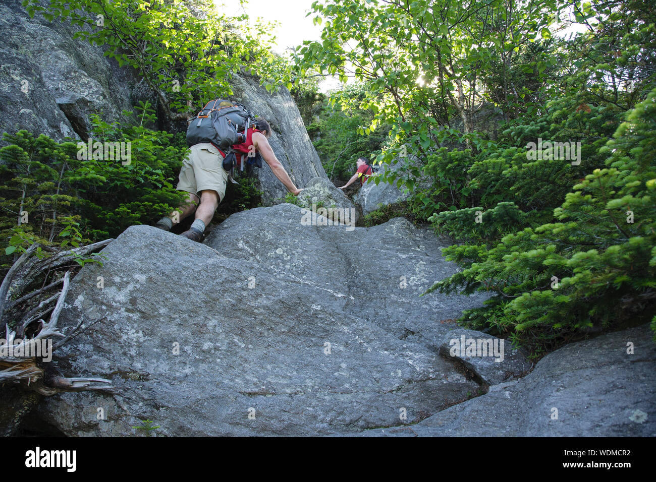 Hiker ascending the Six Husbands Trail in the Great Gulf Wilderness in ...
