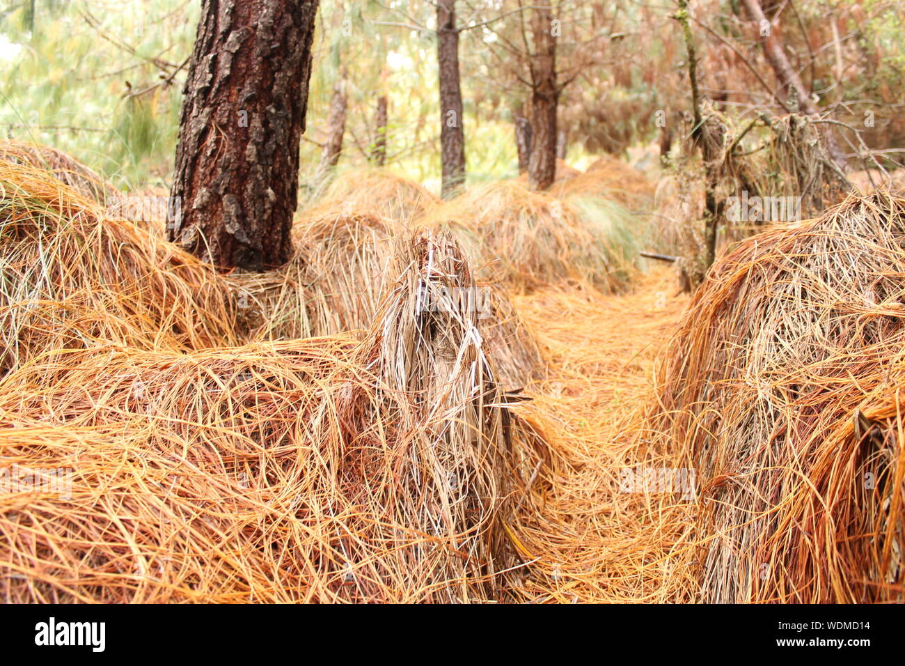 Hay forest hi-res stock photography and images - Alamy