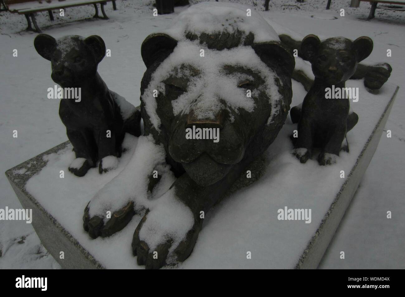 Snow lion hi-res stock photography and images - Alamy