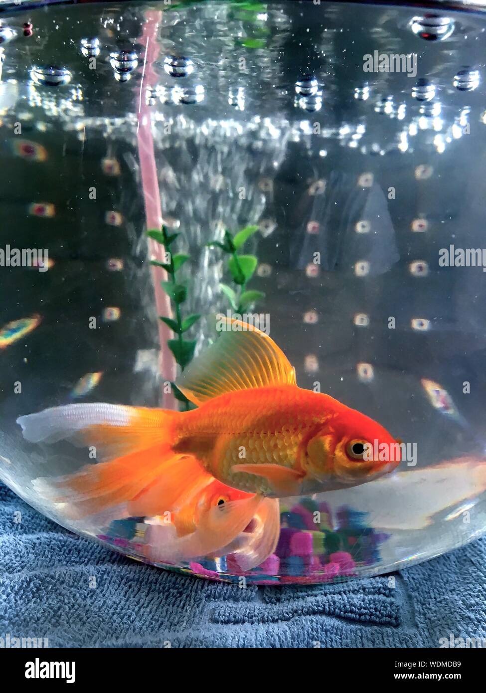 Two goldfish bowl hi-res stock photography and images - Alamy