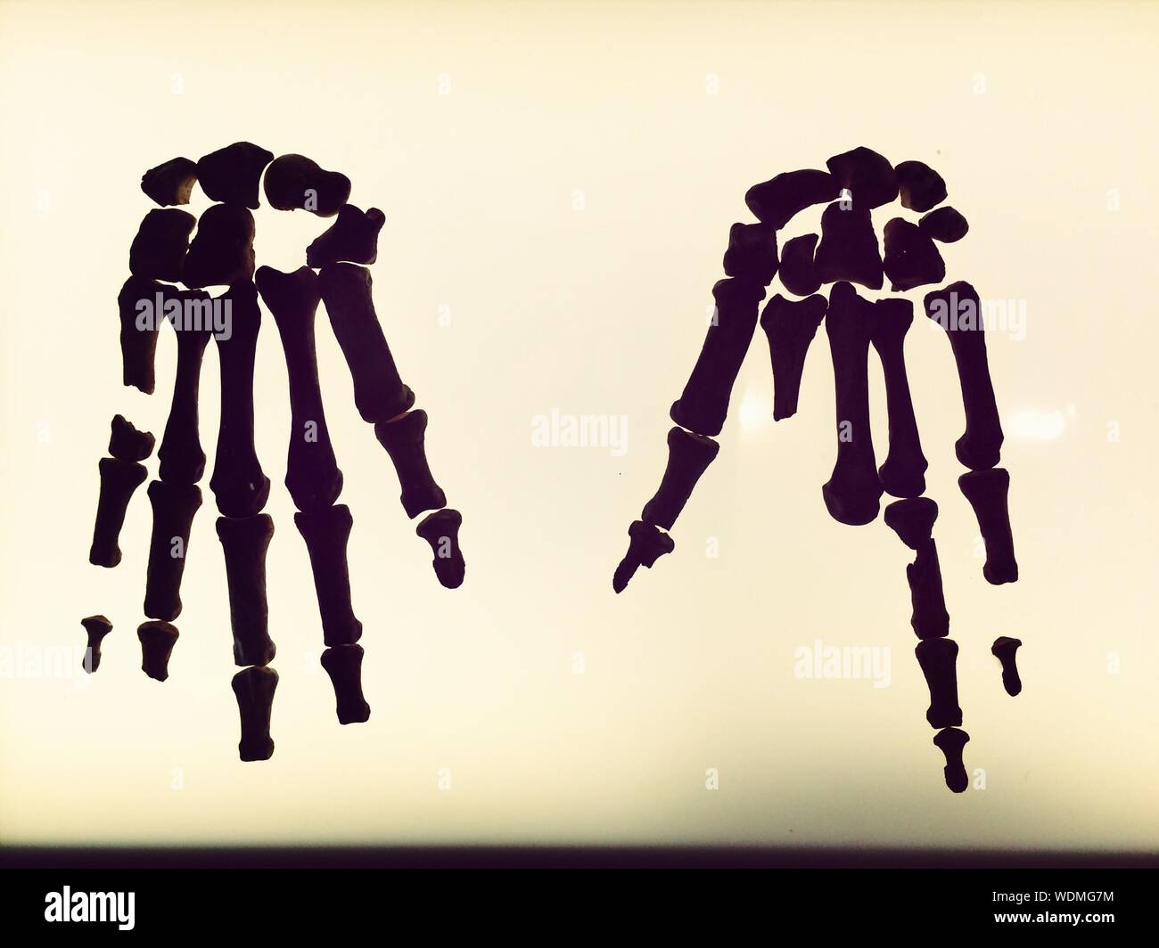 Black And White Human Body High Resolution Stock Photography and Images ...