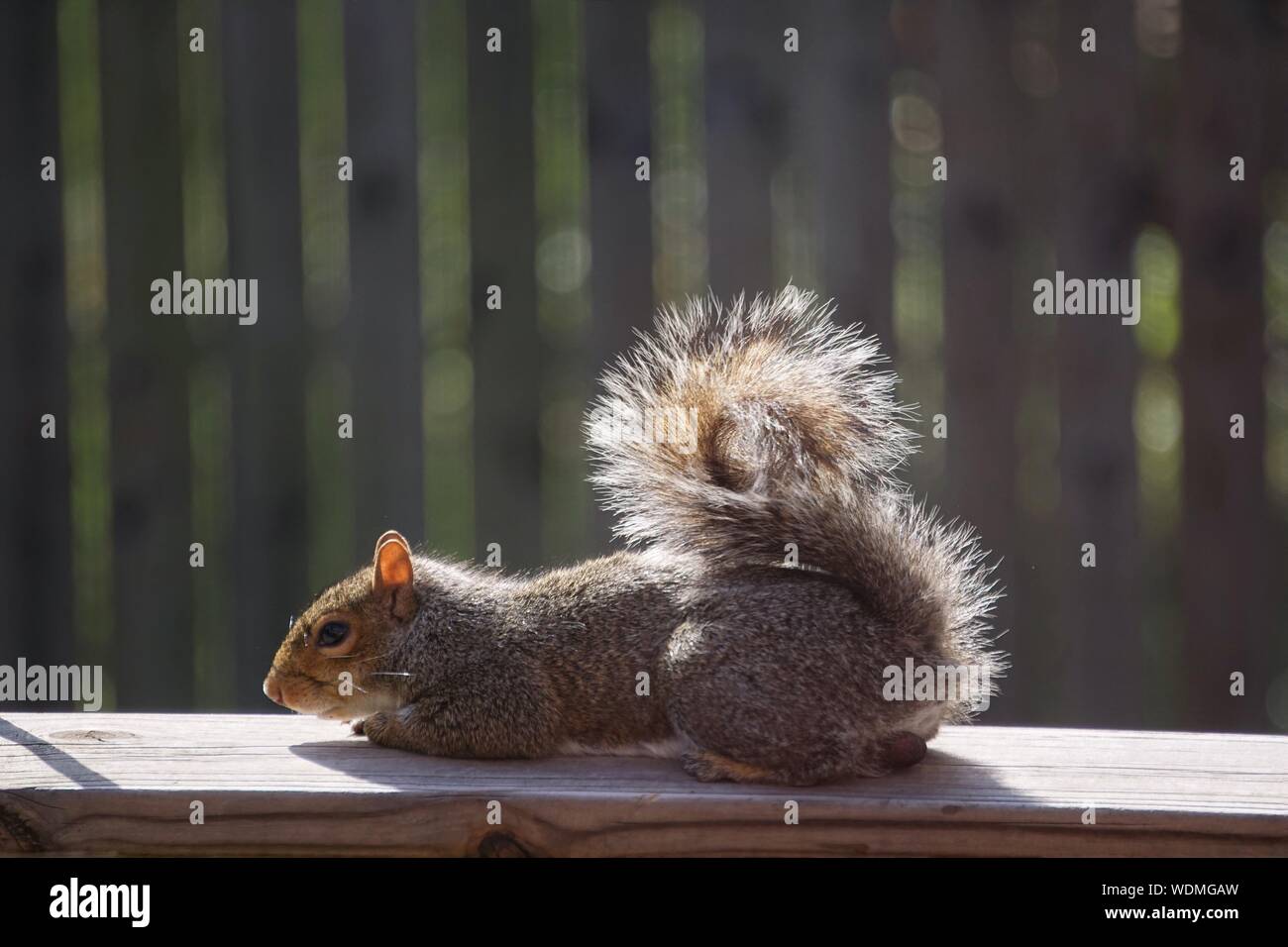 Curled up squirrel hi-res stock photography and images - Alamy
