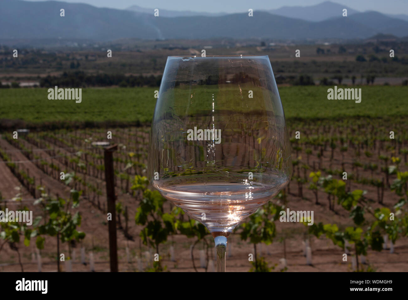 Hectare of vineyards seen through refraction effect by means of a glass ...