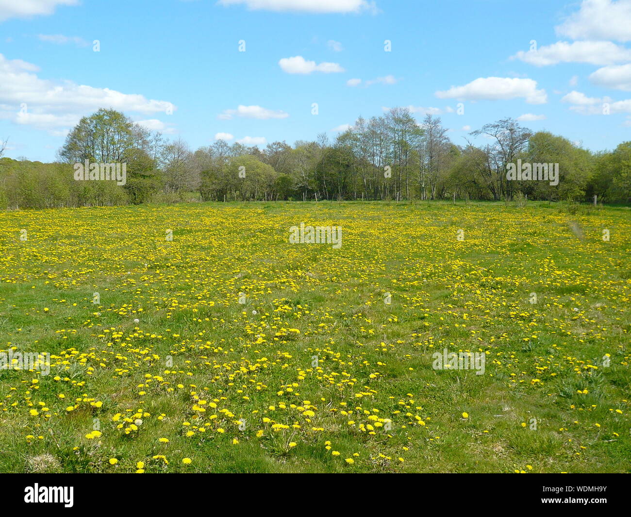 Idyllic forest and meadow landscape hi-res stock photography and images ...