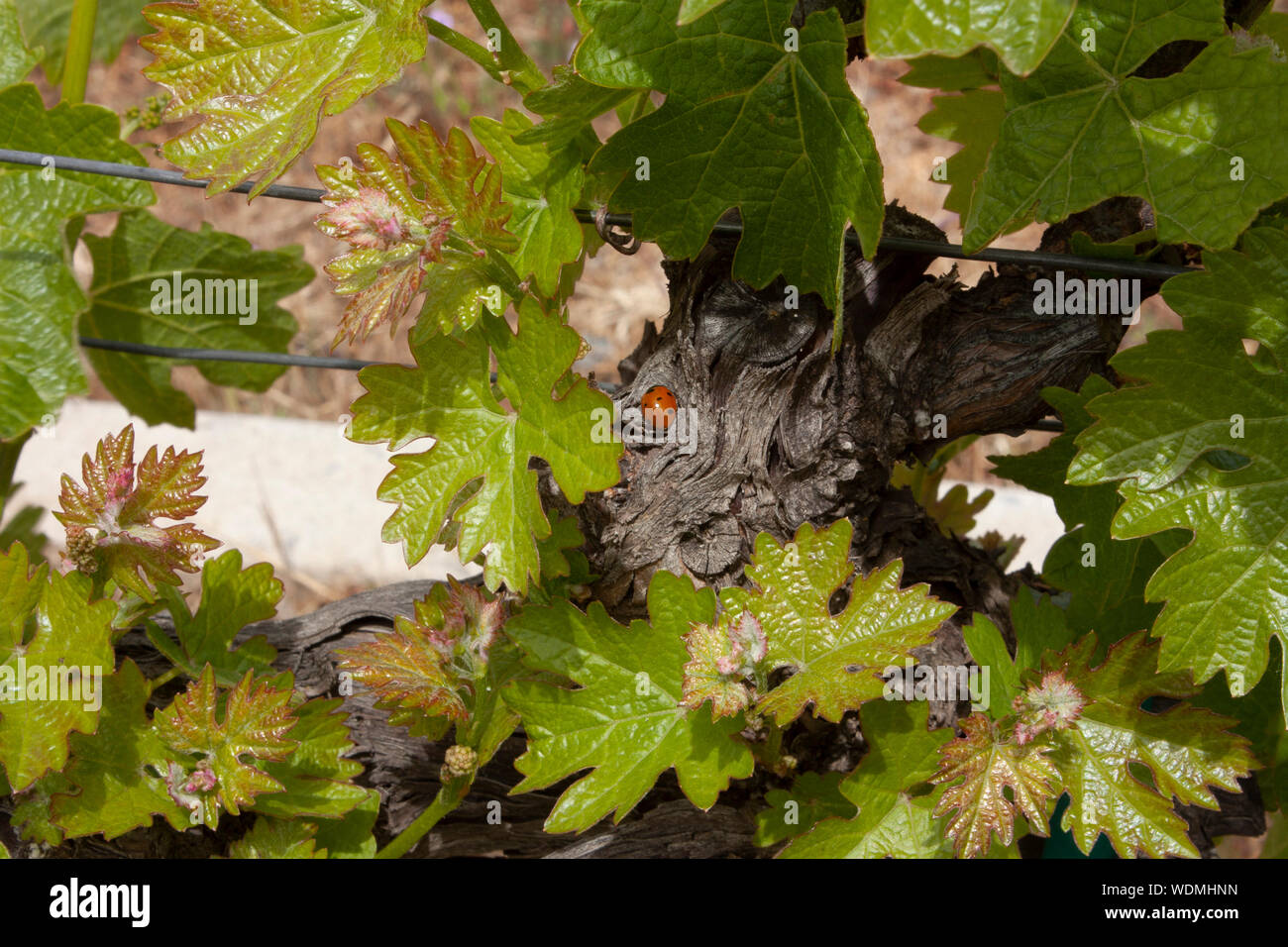 Environment in vineyard with red insect with black spots ladybirds ...