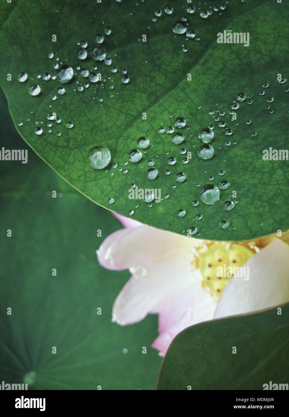Water drops on lotus flower hi-res stock photography and images - Alamy