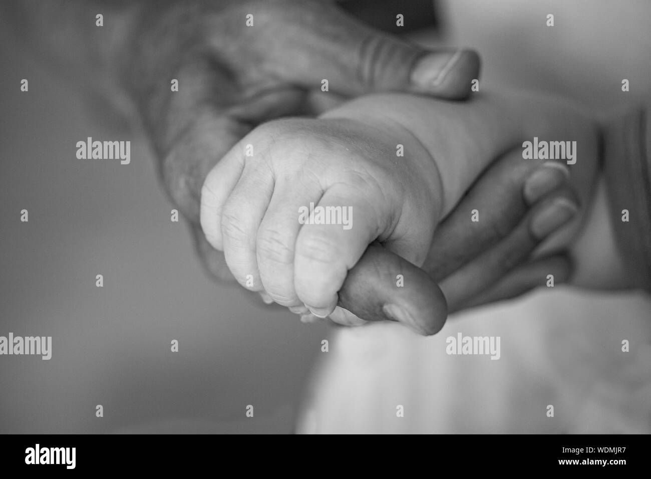 Infant baby hand holding hand of grown up person. Black and white photo ...