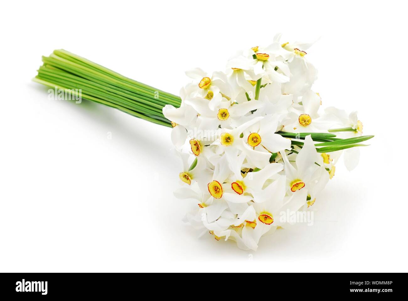 Lent Lily High Resolution Stock Photography and Images - Alamy