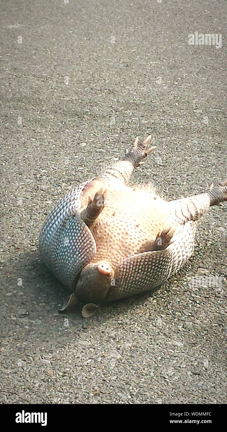 Nine banded armadillo hi-res stock photography and images - Alamy