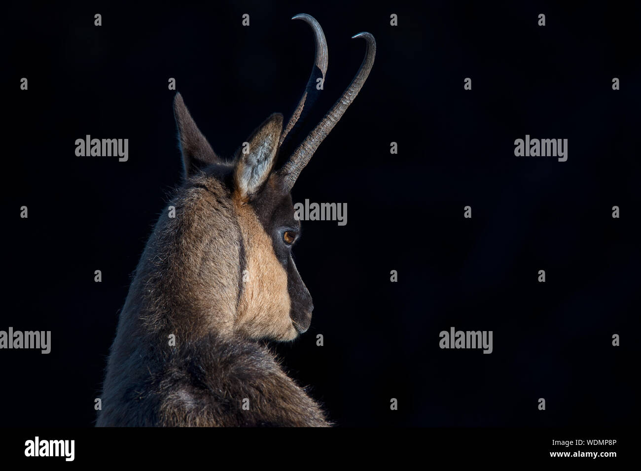Black Chamois High Resolution Stock Photography and Images - Alamy
